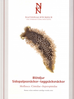 Blötdjur: Sidopalpssnäckor – taggsäcksnäckor. Mollusca: Cimidae ...