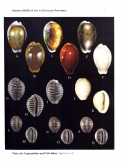 Sea Shells of Southern California. Marine Shells of the Californian ...