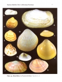 Sea Shells of Southern California. Marine Shells of the Californian ...